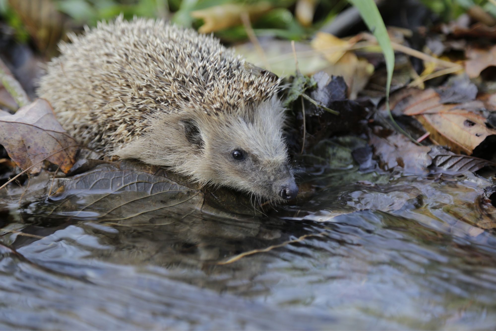 Igel sind gestresst von Trockenheit und Hitze - LBV
